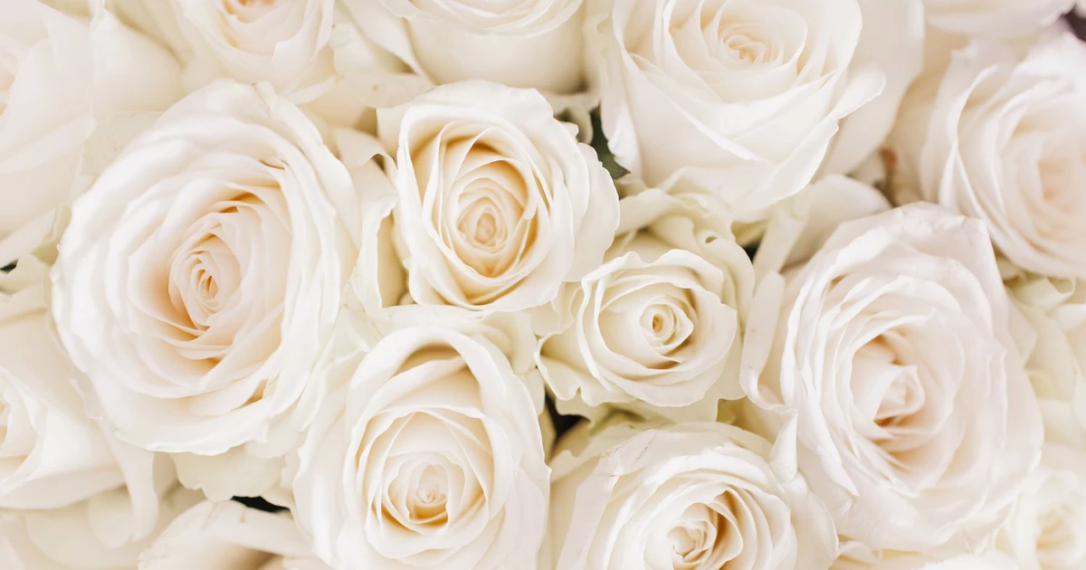 What Do White Roses Symbolize? Meaning And Significance