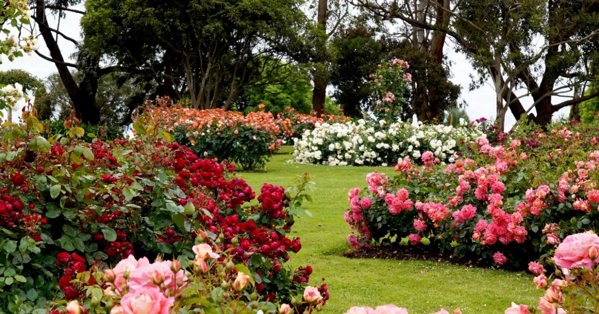 Types Of Roses | Most Beautiful | Complete Guide 2026