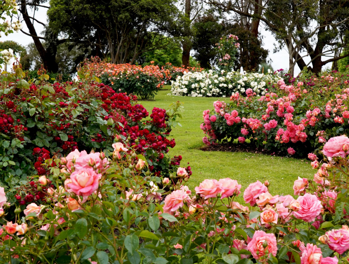 Types Of Roses Most Beautiful Complete Guide 2026 Types Of Roses Most Beautiful Complete Guide 2026