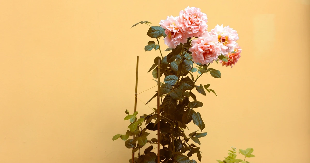 How To Plant Roses In Containers? Quick & Easy Guide