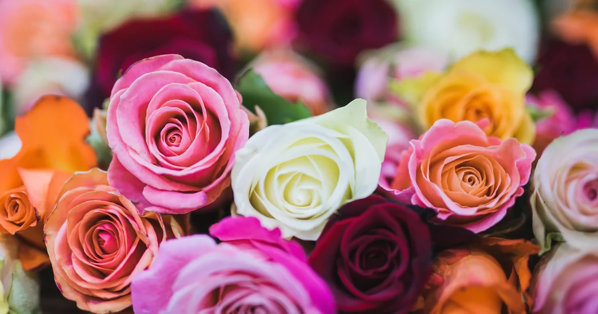 Rose Symbolism | Colors | Meanings | Significance