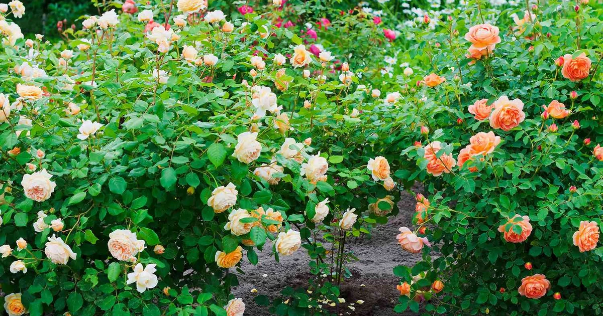 When Do Roses Bloom? Complete Bloom Cycle Explained