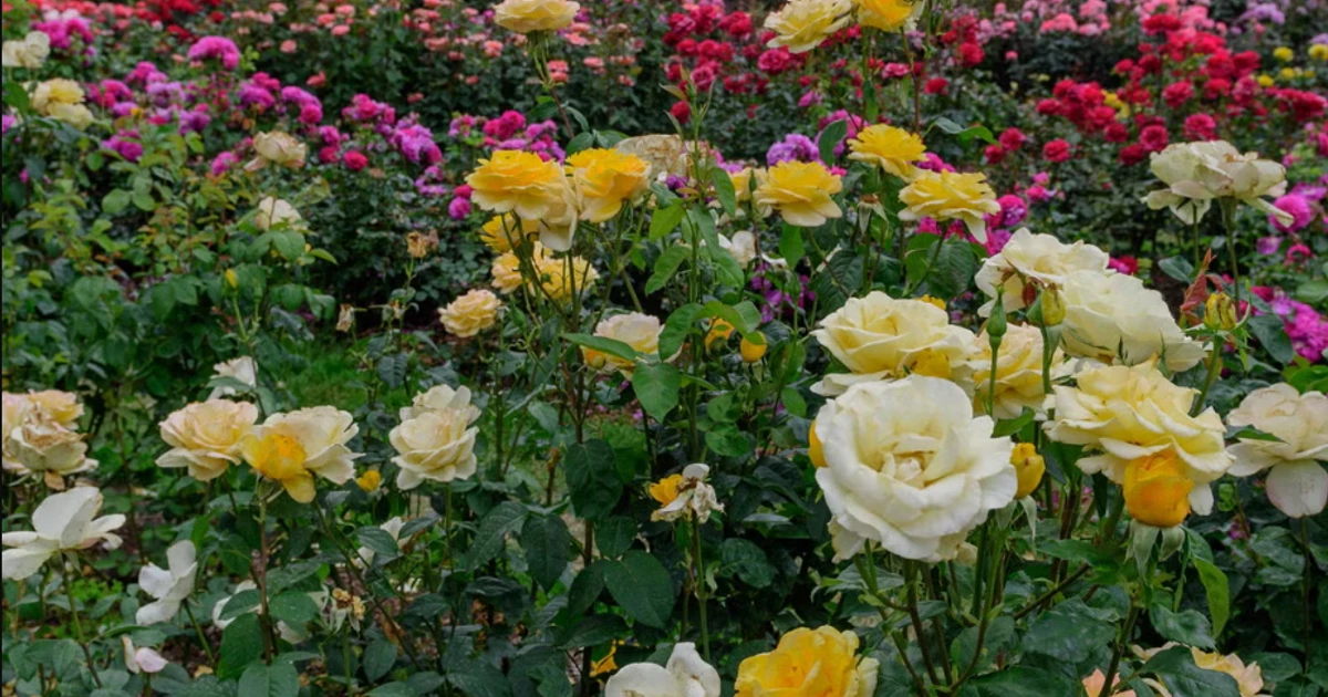 Top Rose Varieties To Brighten Any Garden [Explained]