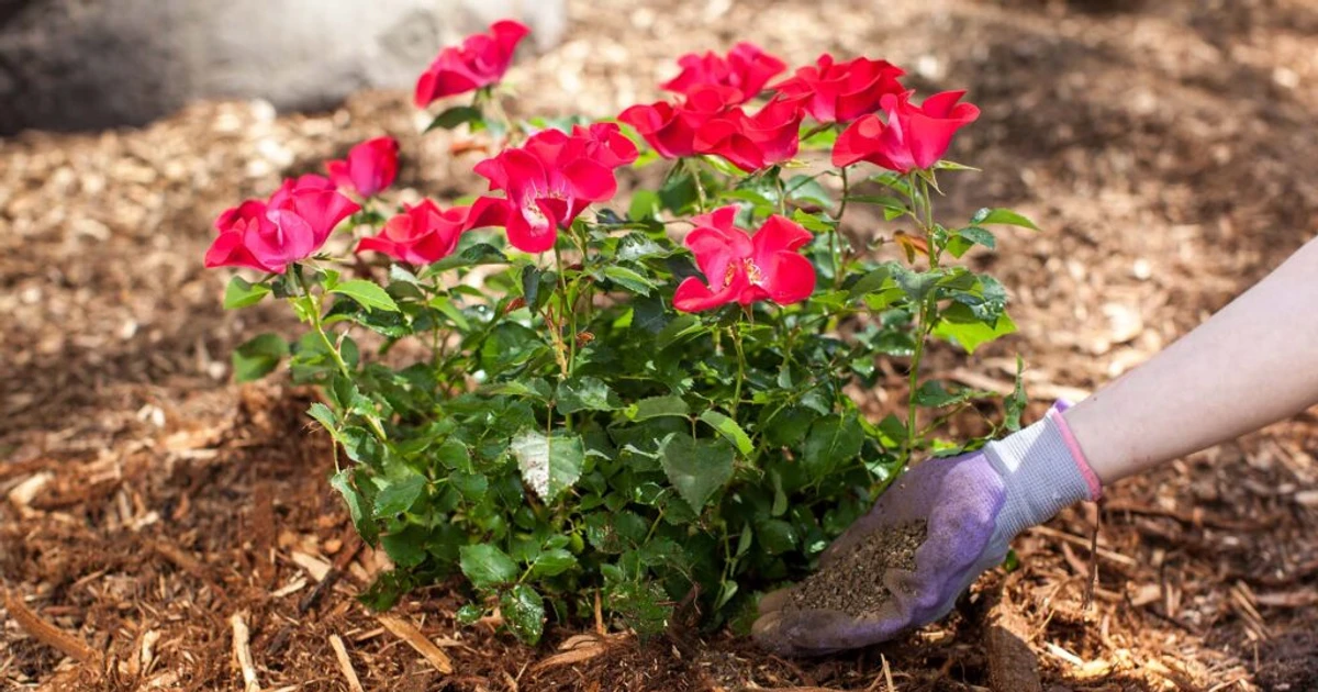 Fertilizers For Roses - 2024 Guide To Healthy Blooms