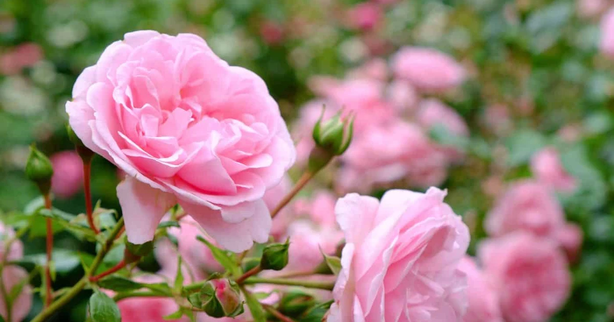 22 Best Roses For Cold Climates - Top Varieties To Plant