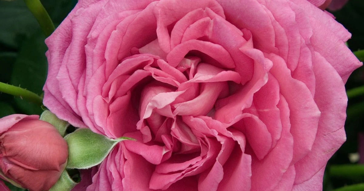 Hybrid Tea Roses Vs. Floribunda: Which Is Best For Your Garden?