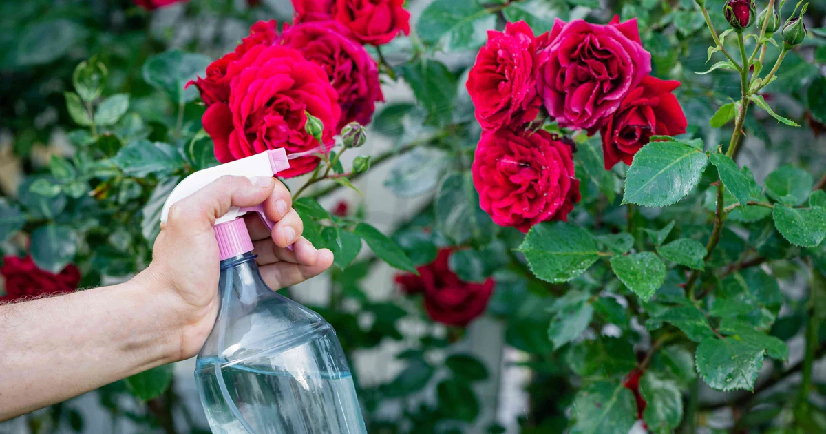How To Treat Common Rose Diseases And Keep Your Garden Healthy