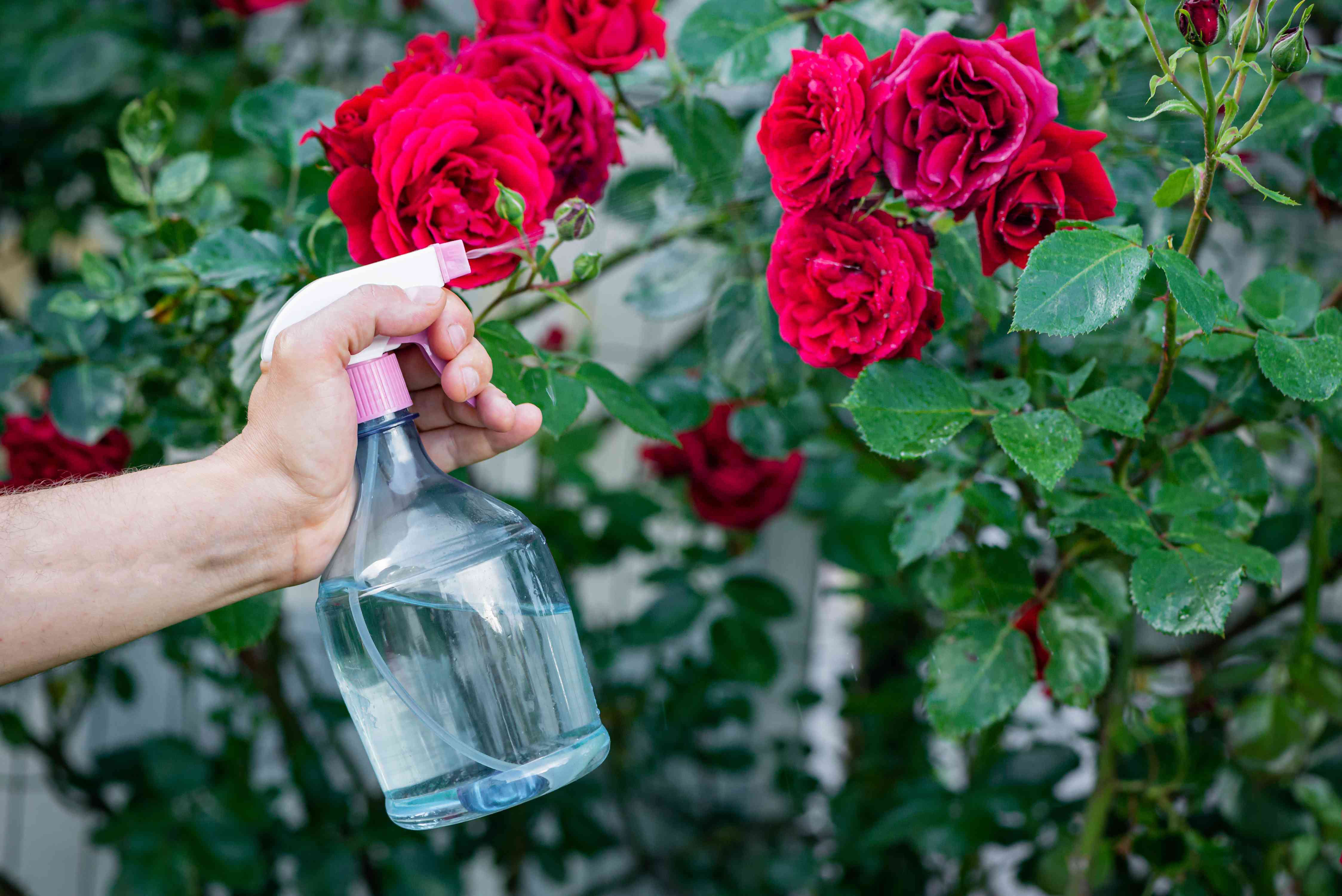 How To Treat Common Rose Diseases And Keep Your Garden Healthy