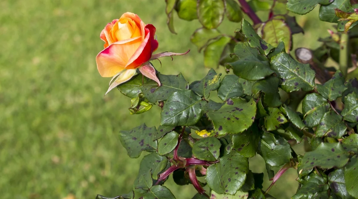 How To Treat Common Rose Diseases And Keep Your Garden Healthy
