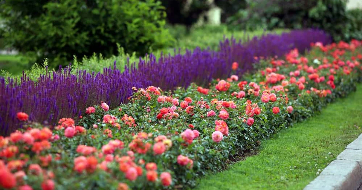 Best Companion Plants For Roses - Mix, Match, And Bloom