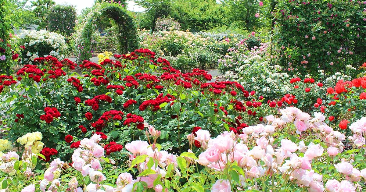 How To Pick The Best Rose Fertilizer For Healthy Blooms