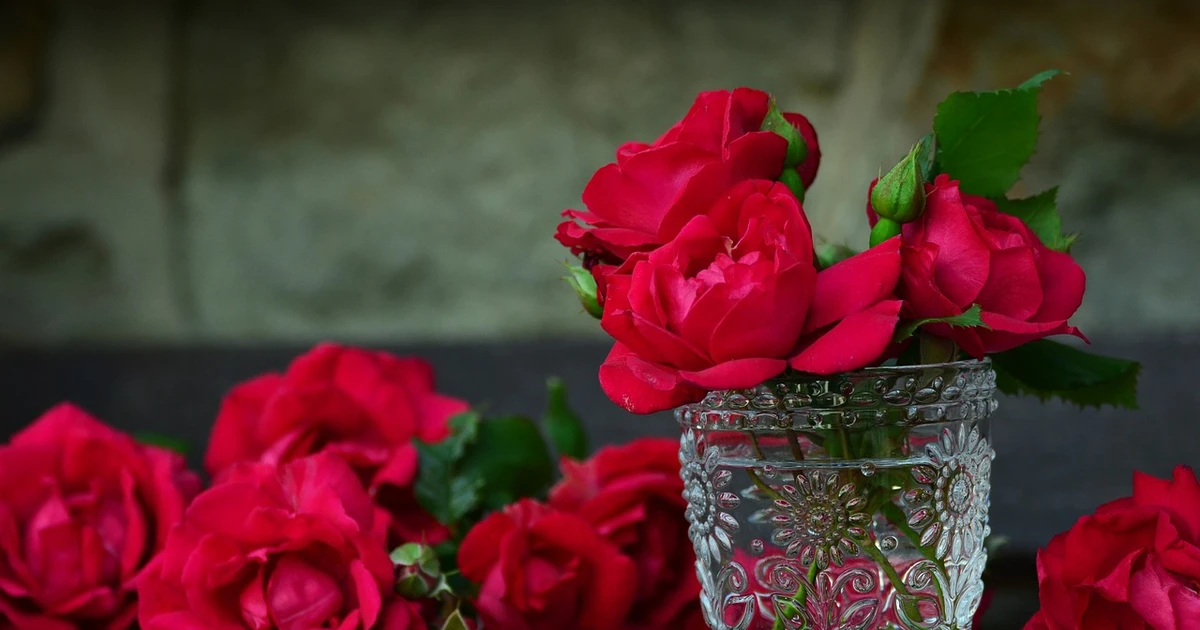 The History Of Roses - Cultural Significance Around The World