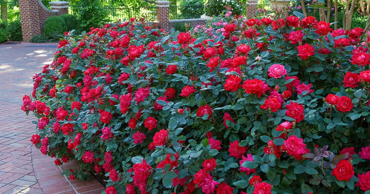 How To Grow Roses Like A Pro In 2024 How To Grow Roses Like A Pro In 2024