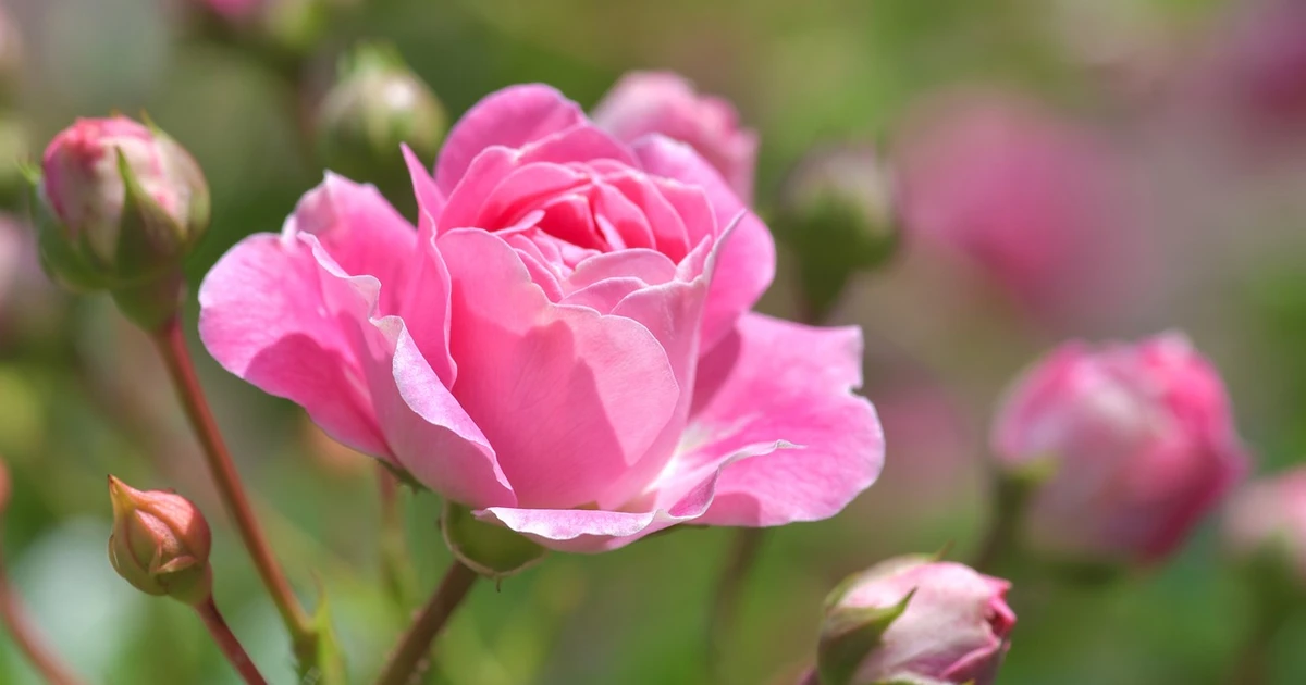How To Prune Miniature Roses - Best Practices