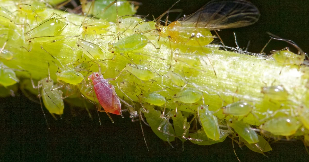How To Identify Rose Pests - Protecting Your Roses