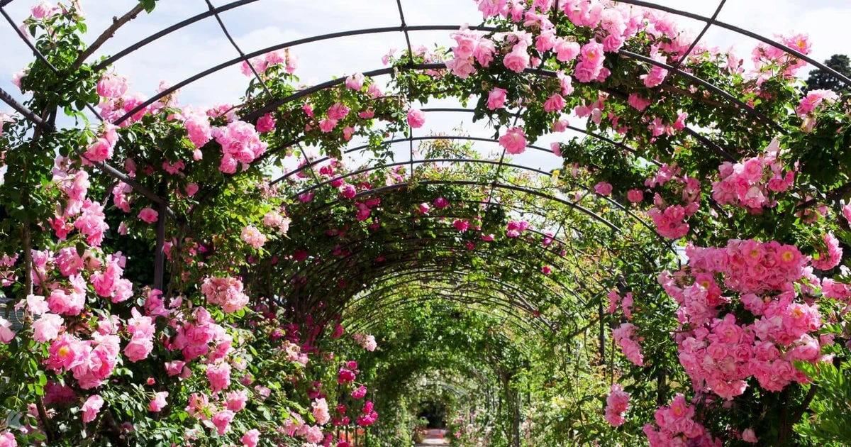 Climbing Roses Care Tips - Get Beautiful Blooms