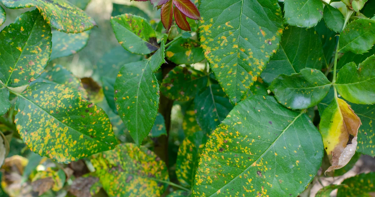 How To Treat Rose Rust Effectively For Thriving Plants?