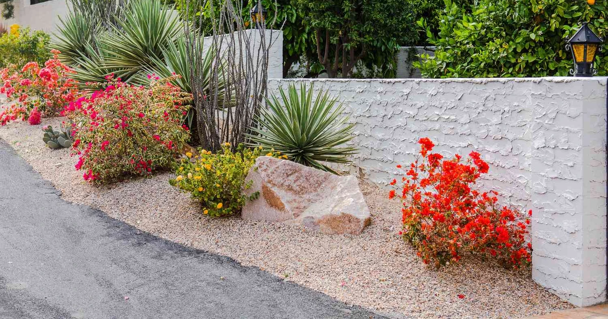 Grow Beautiful Drought-Resistant Roses With These Tips