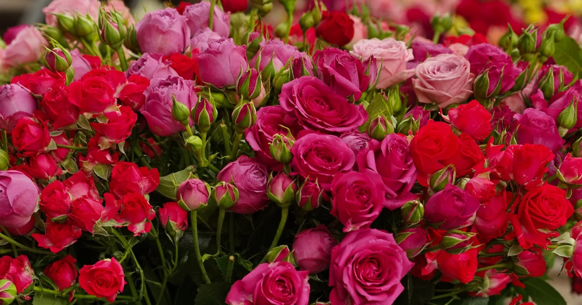 Best Time To Plant Roses According To The Lunar Calendar